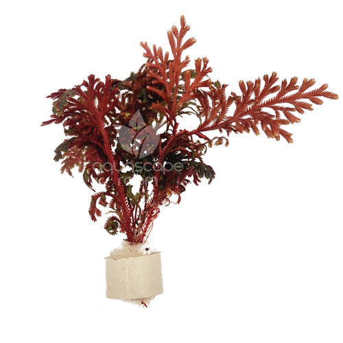 Selaginella Erythropus Ruby Red Club Moss - Vibrant Terrarium Plant