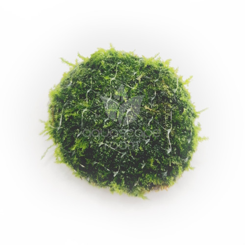 Taxiphyllum sp. 'Mini Triangle' - Unique Aquatic Moss for Aquascaping ...
