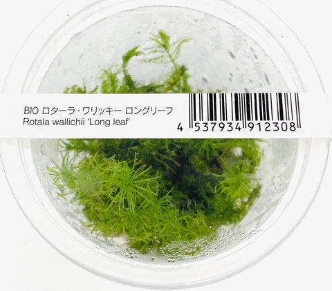 Rotala Wallichii 'Long Leaf' ADA Tissue Culture - Elegant Aquatic Plant ...