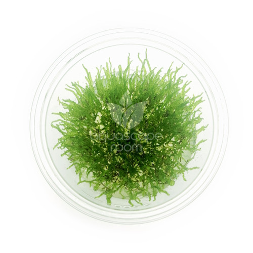 Taxiphyllum Alternans 'Taiwan' Moss Tissue Culture - Lush Aquatic Moss ...