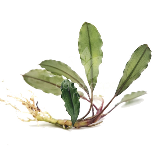 Bucephalandra Green Jade - Elegant Aquatic Plant for Sale | Aquarium ...