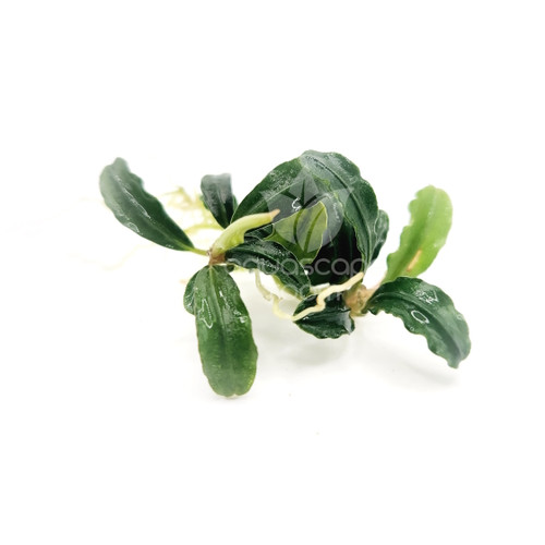 Bucephalandra Boyan Mini Narrow - Compact Aquatic Plant for Sale ...