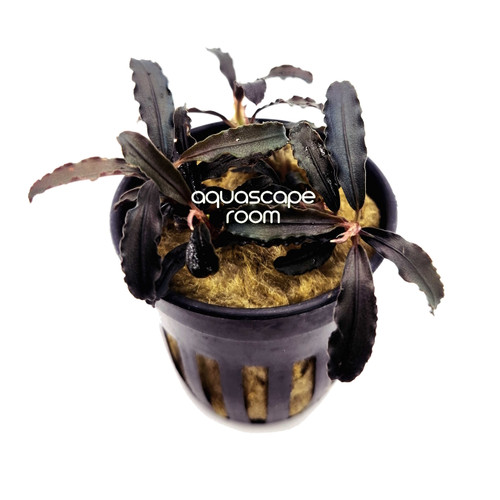 Bucephalandra sp. Godzilla Red - Potted Aquarium Plant with Unique Red ...