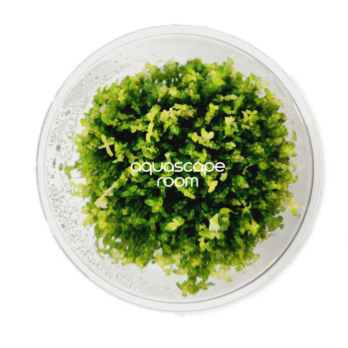 Rotala Macrandra Pearl Tissue Culture - Vibrant Pink Aquarium Plant