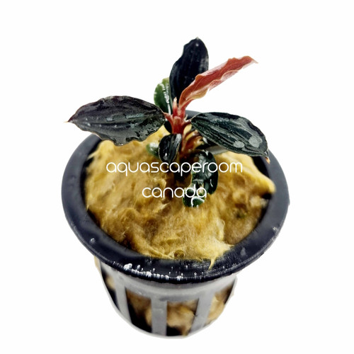 Bucephalandra Red Mini - Rare Aquarium Plant