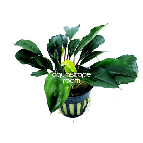 Bucephalandra Deep Blue – Low-Light Aquascaping Plant