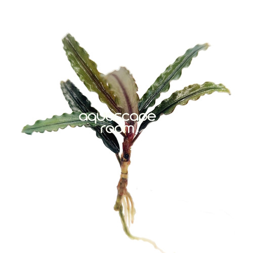 Bucephalandra Catherine 'Red' - Unique Aquarium Plant