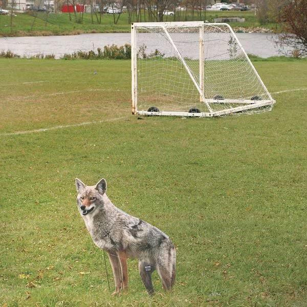 2D Coyote Predator Decoy, Flat | Pest Control