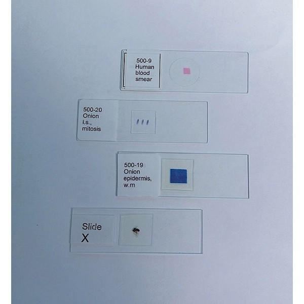 Bacteria, Smear From Mouth | CMTP