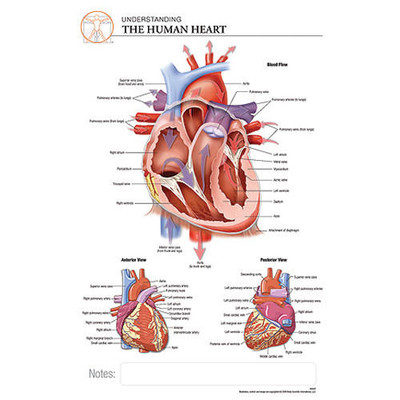 The Heart "Post It" Chart (Pack of 10) | Certified Material Testing ...