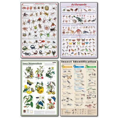 Insects Poster Set Of 4, Laminated