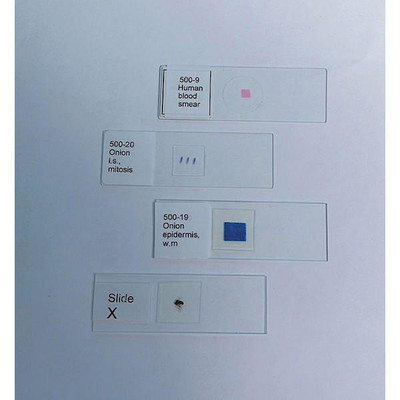 Spirogyra: Prepared Microscope Slides | Lab Microscopes | CMTP