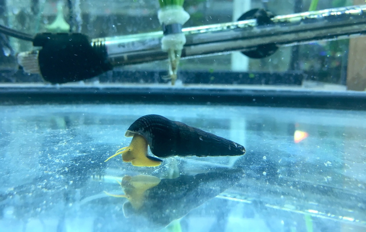 Freshwater Inverts: Golden Rabbit Snail - Tylomelania gemmifera