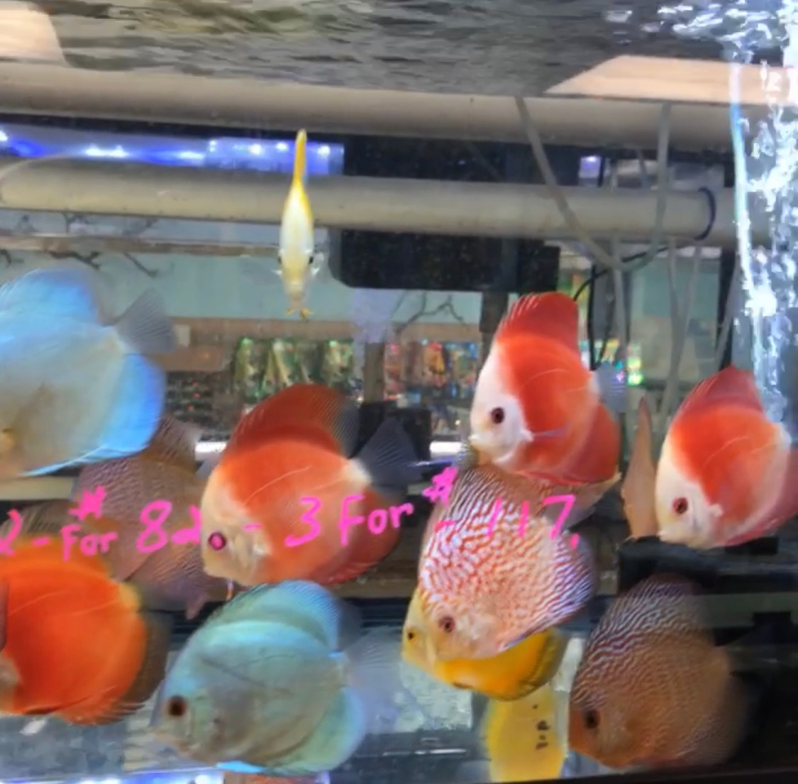 Freshwater Fish For Sale: Assorted Discus - Medium