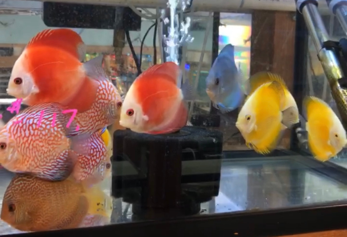 Freshwater Fish For Sale: Assorted Discus - Medium