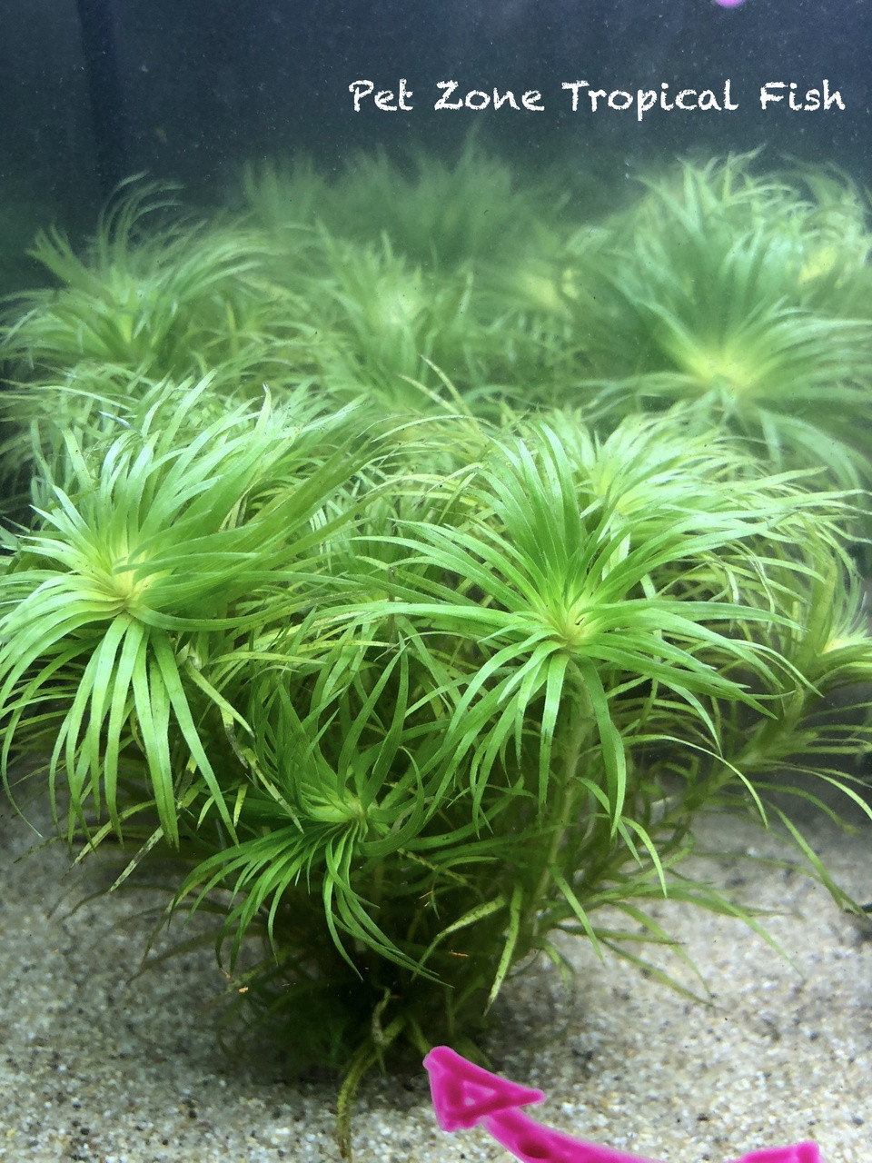 Aquarium Plants: Tonina Belem