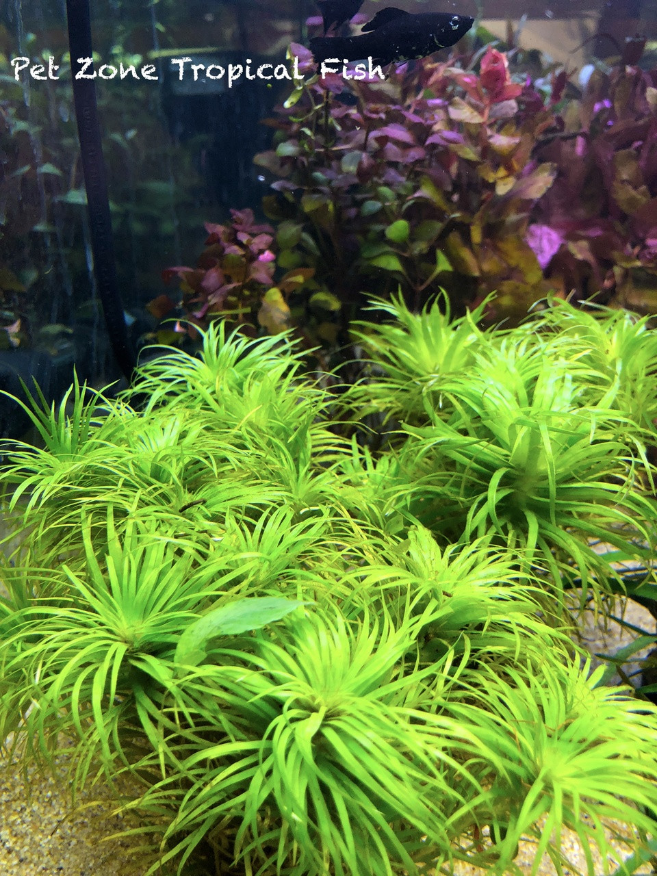 Aquarium Plants: Tonina Belem