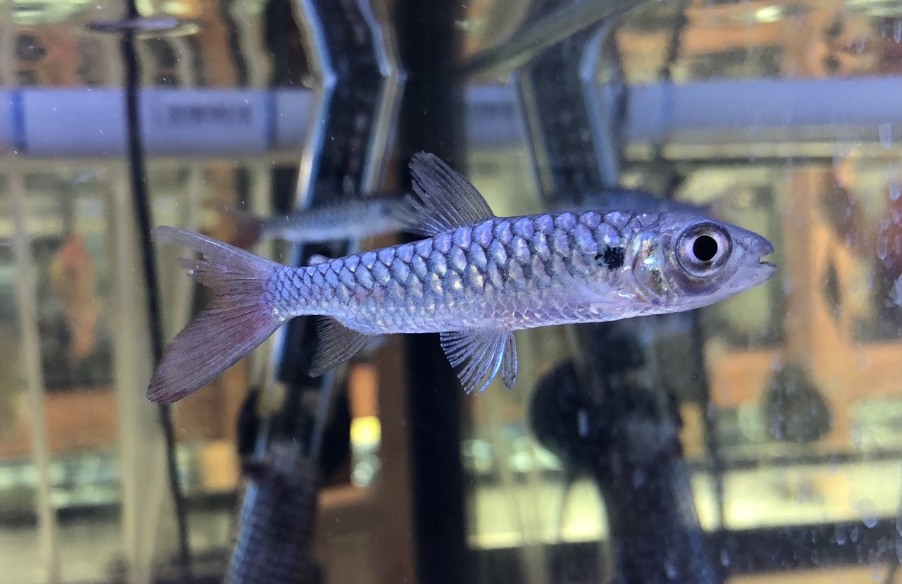 Freshwater Fish: Tucan Fish - Chalceus erythrurus - "Chalceus Pink Tail"