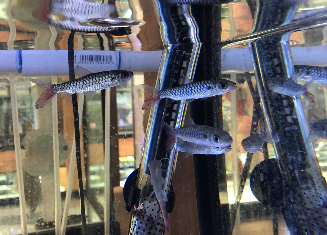 Freshwater Fish: Tucan Fish - Chalceus erythrurus - "Chalceus Pink Tail"