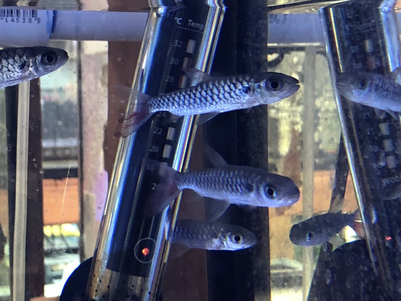 Freshwater Fish: Tucan Fish - Chalceus erythrurus - "Chalceus Pink Tail"
