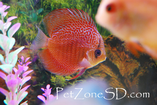 Freshwater Fish For Sale: Pigeon Blood Discus