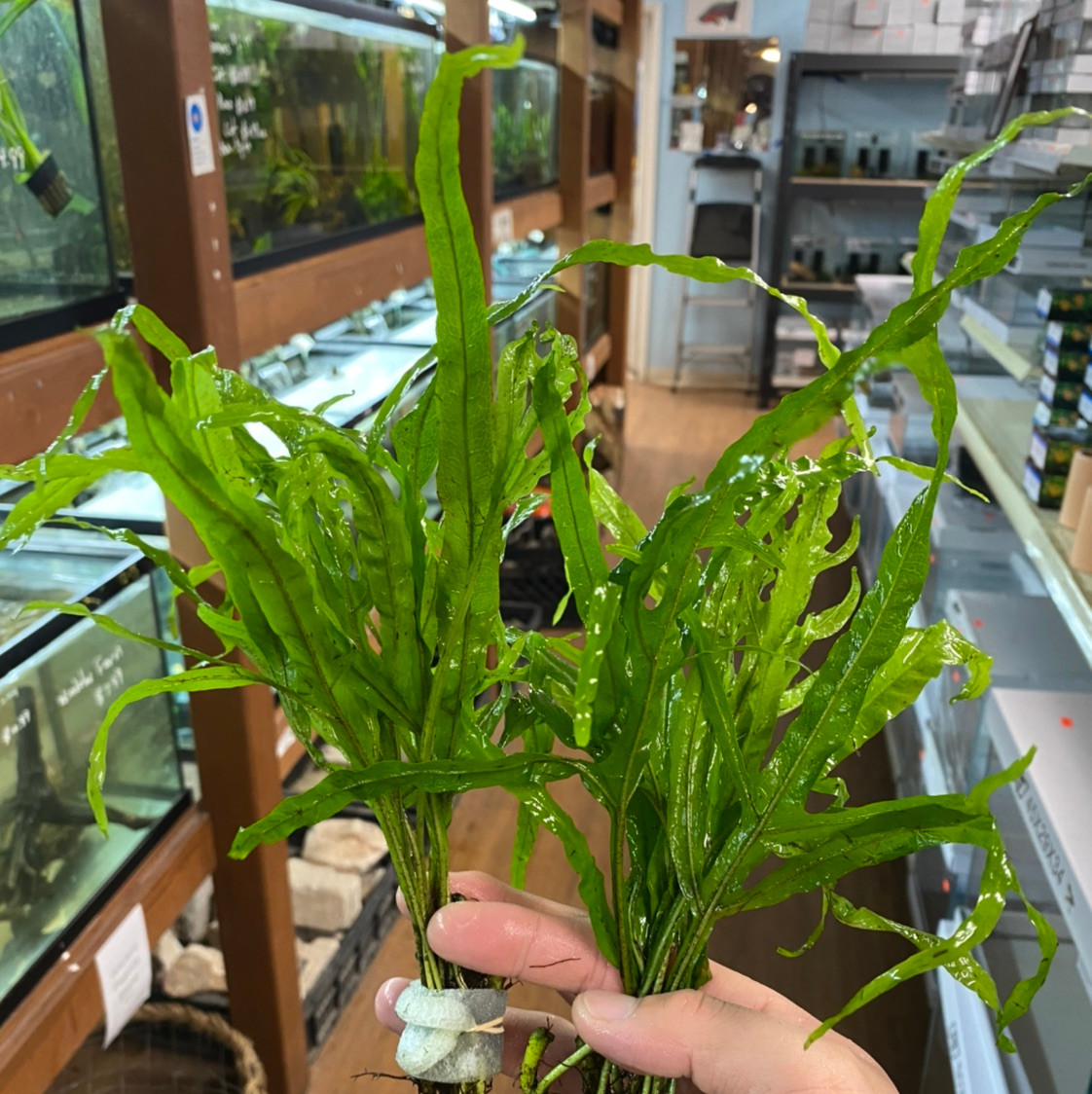 Aquarium Plants: Java Fern Trident - Microsorum Pteropus Trident