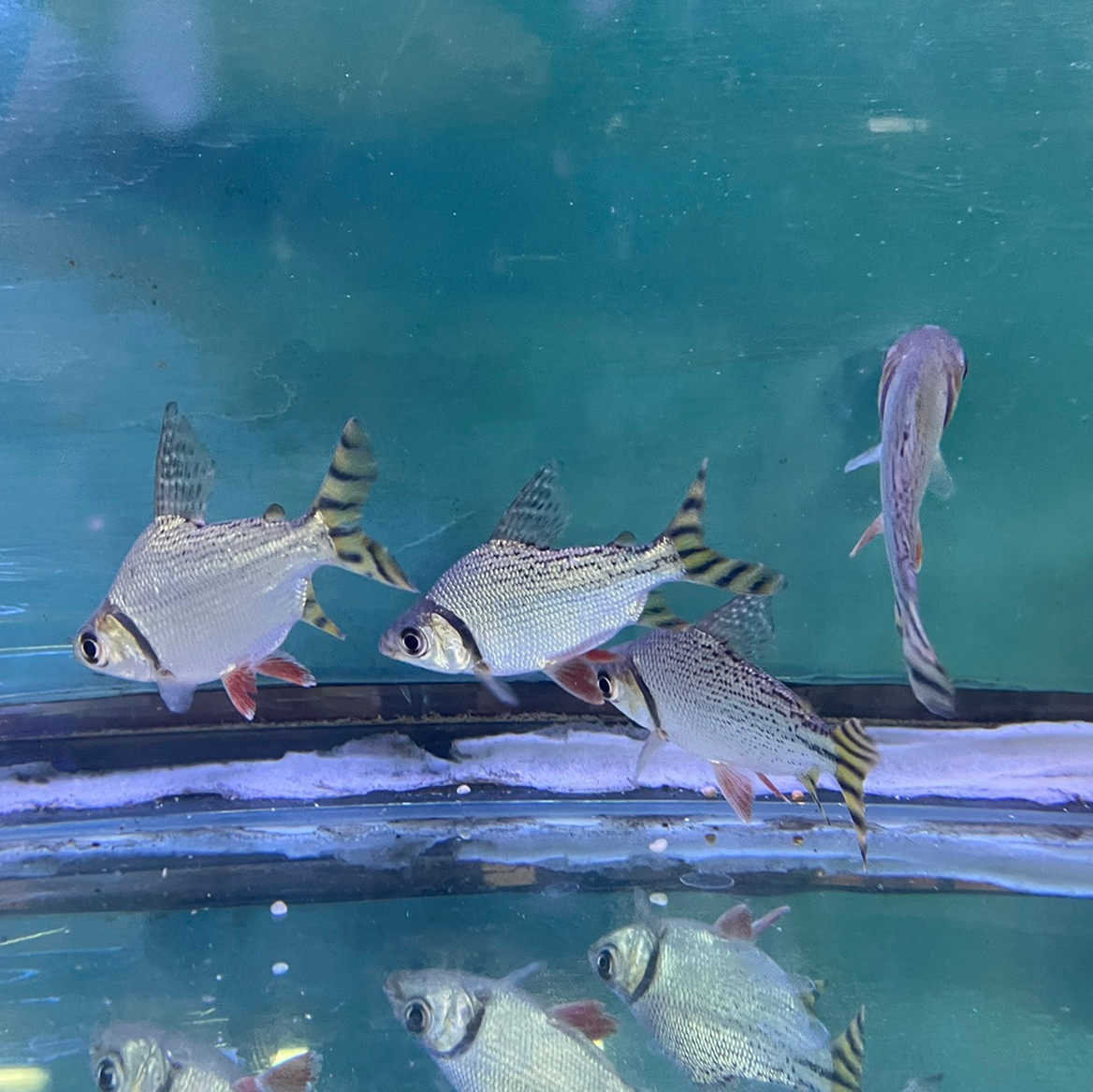Freshwater Tropical Fish: Flagtail Prochilodus For Sale