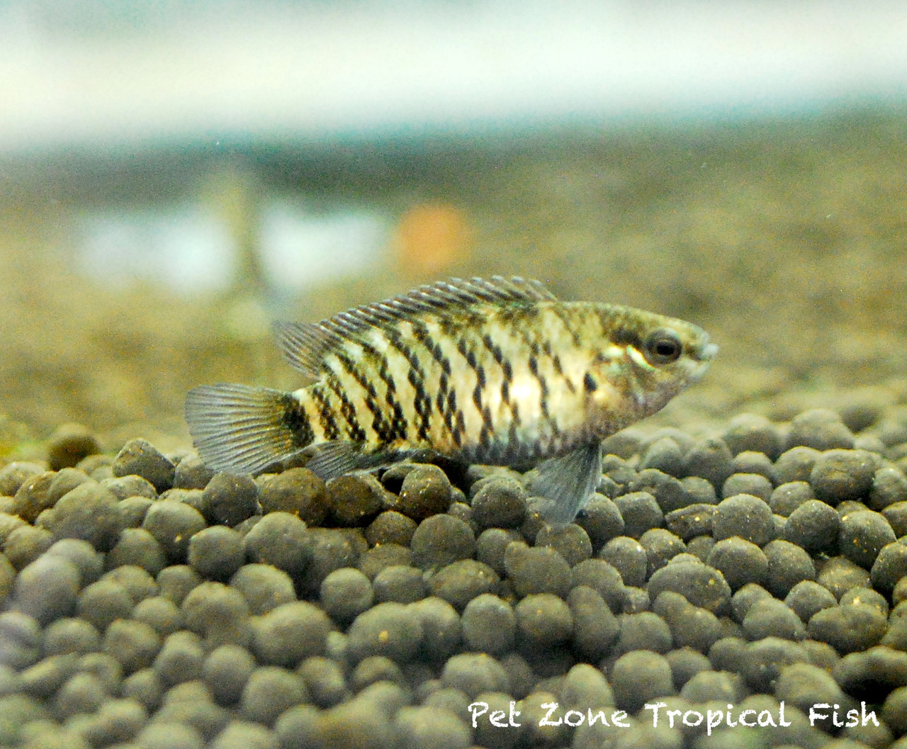 Freshwater Tropical Fish: Badis - Badis Badis