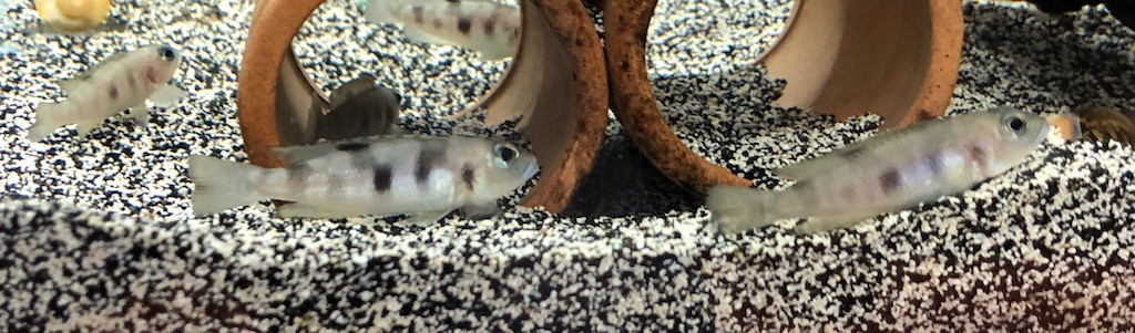 Tanganyikan African Cichlids: Hecq's Shell-Dweller Cichlid ...