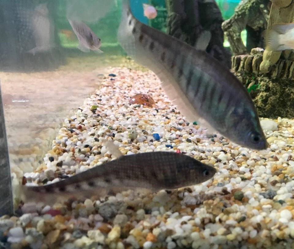 Oddball Fish For Freshwater Aquariums: Clown Knifefish - Notopterus chitala