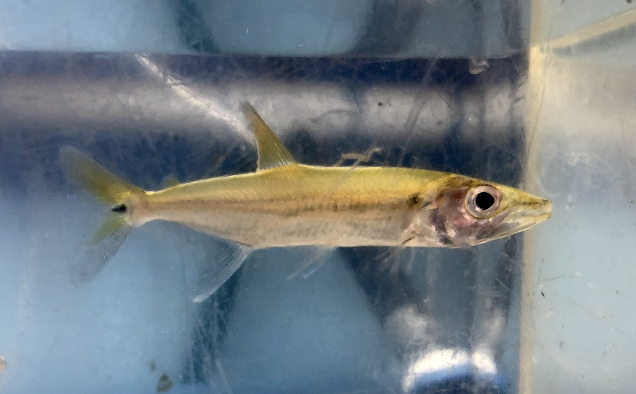 Freshwater Tropical Fish: Yellow Tail Barracuda - Acestrorhynchus falcatus