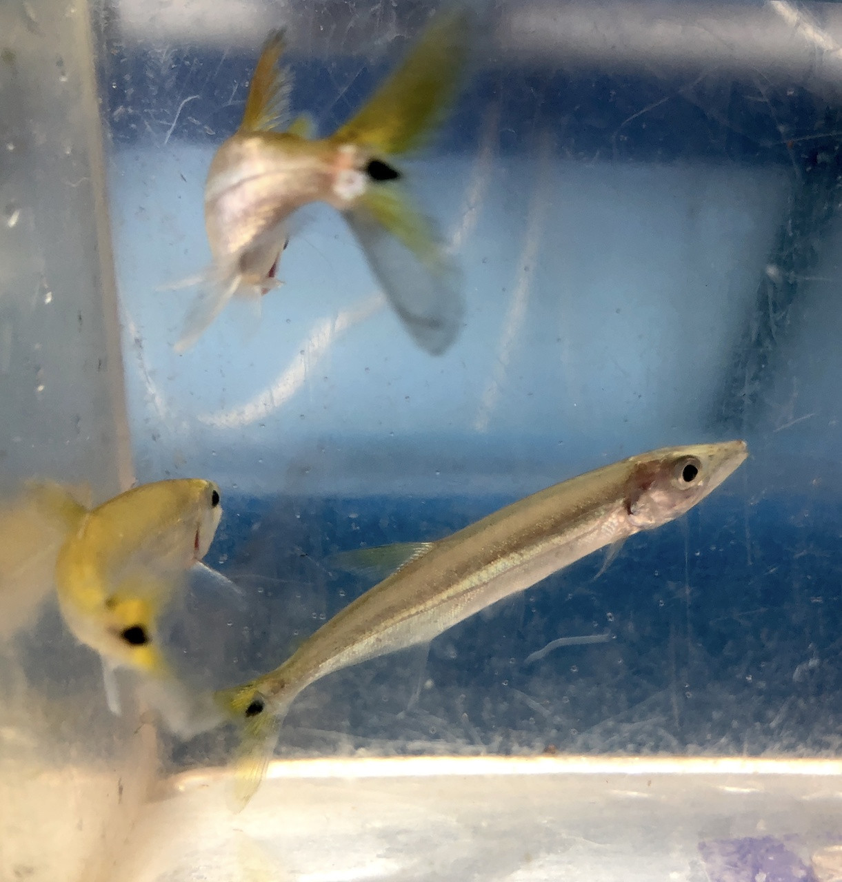 Freshwater Tropical Fish: Yellow Tail Barracuda - Acestrorhynchus falcatus