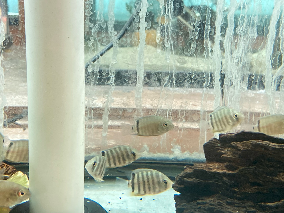 Freshwater Tropical Fish For Aquariums: Red Shoulder Severum Cichlid ...