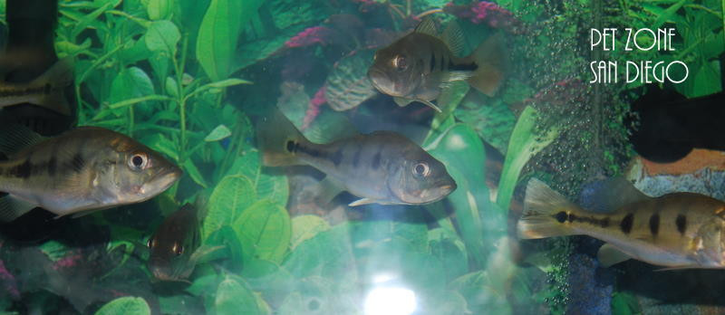 Freshwater Predator Fish: Mono Peacock Bass - Cichla Monoculus