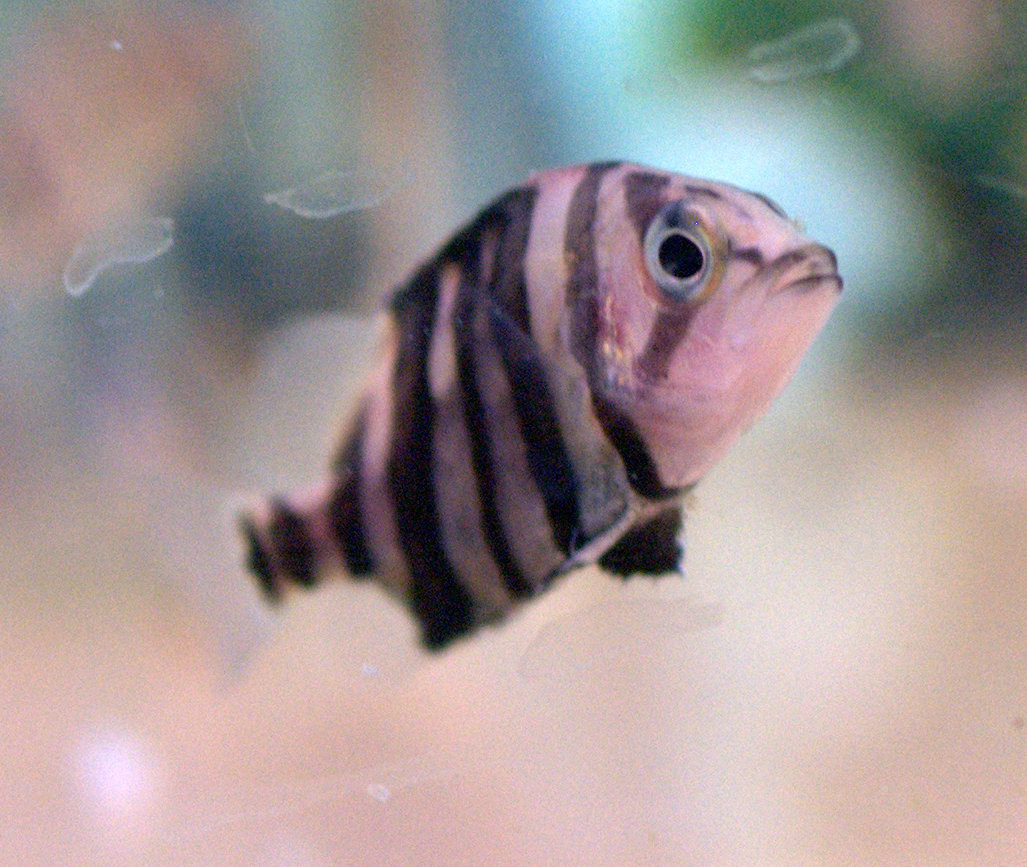 Freshwater Tropical Fish: Indonesian Tigerfish Datnoid - Datnoid Microlepis