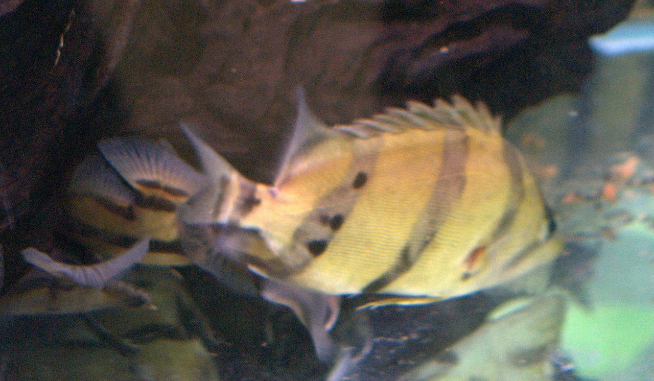 Tropical Fish For Freshwater Aquarium: Thin Bar Datnoid, NTT Datnoid