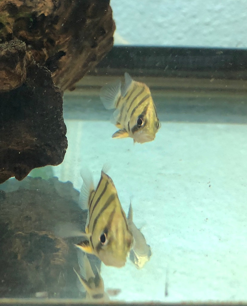 Tropical Fish For Freshwater Aquarium: Thin Bar Datnoid, NTT Datnoid