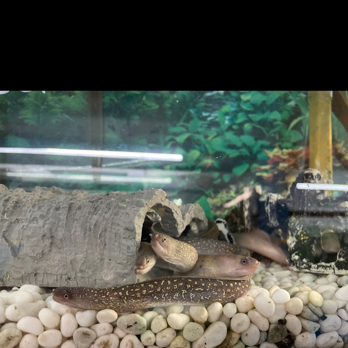 Brackish Water Tropical Fish: Freshwater Snowflake Moray Eel ...