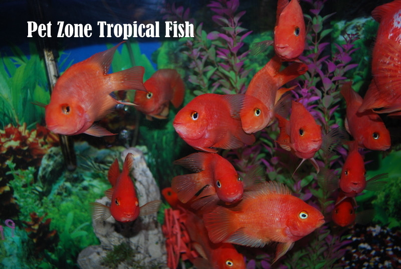 Freshwater Tropical Fish: King Kong Parrot Cichlid For Sale