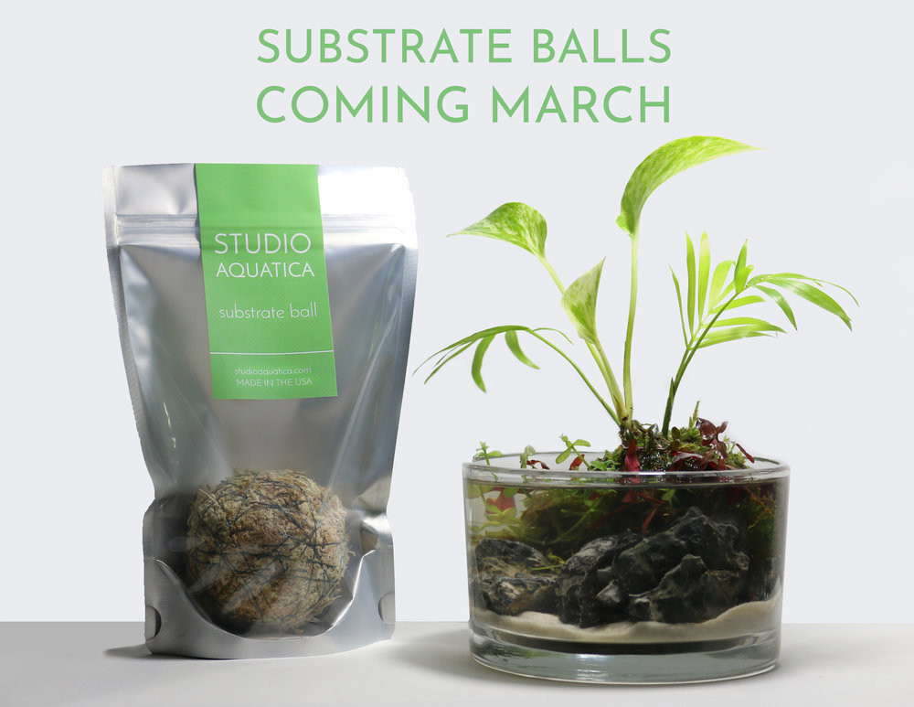 Wabi Kusa Plant Care: Wabi-Kusa Substrate Ball from Studio Aquatica
