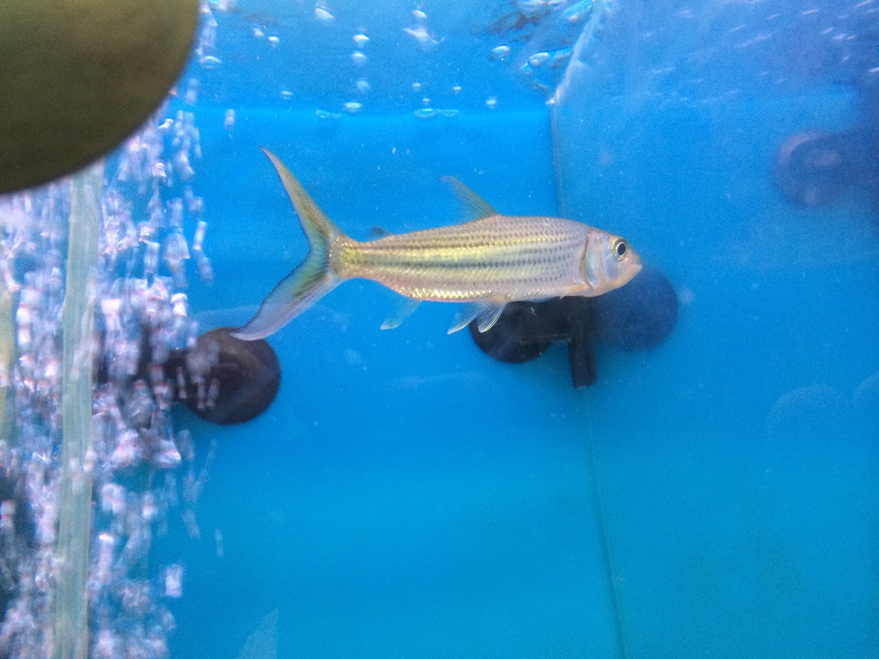 Freshwater Tropical Fish: African Tiger Fish (Hydrocynus vittatus)