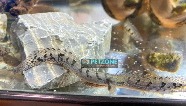 Freshwater Fish For Sale: Delhezi Bichir - Polypterus Delhezi