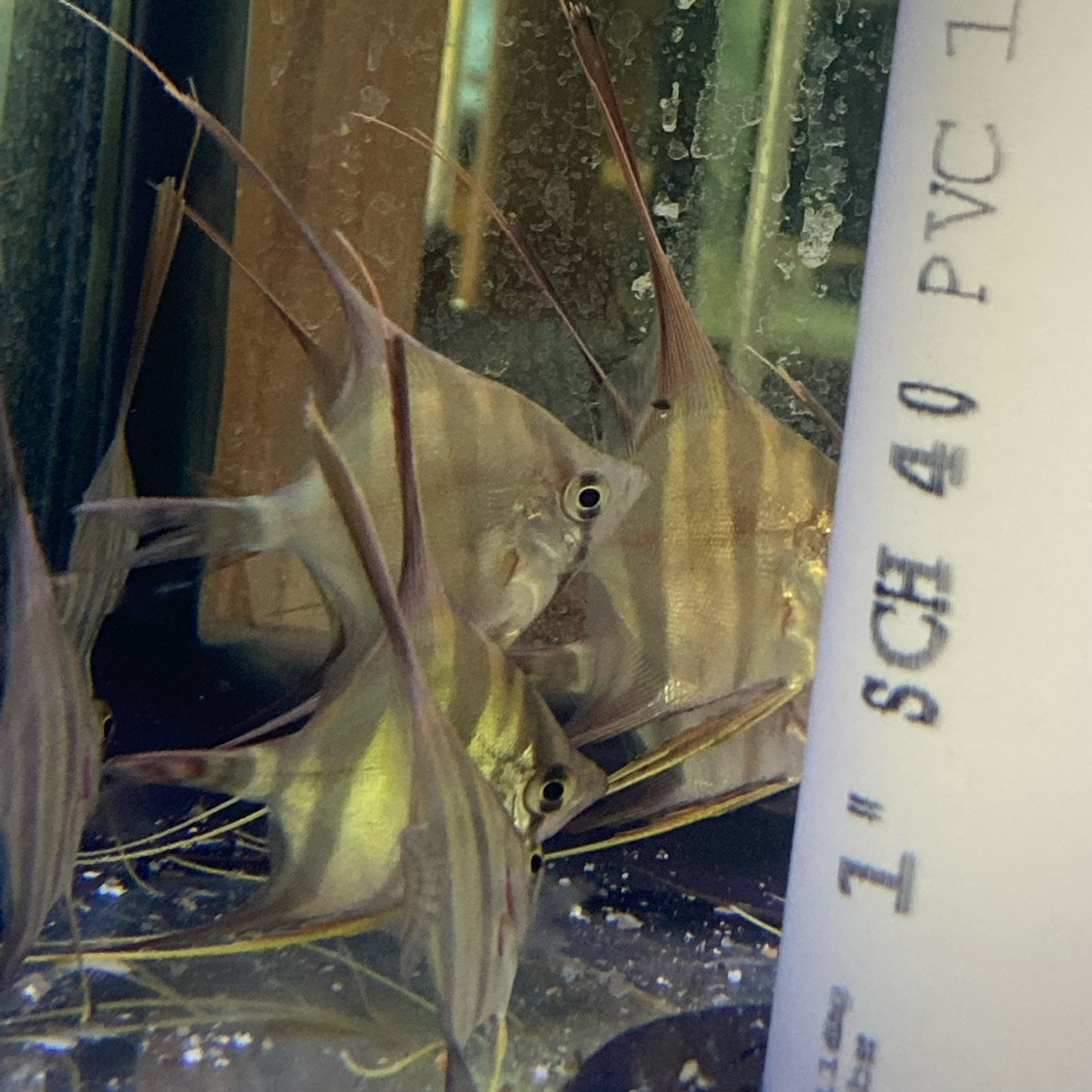 Freshwater Fish For Sale: Altum Angel - Pterophyllum altum
