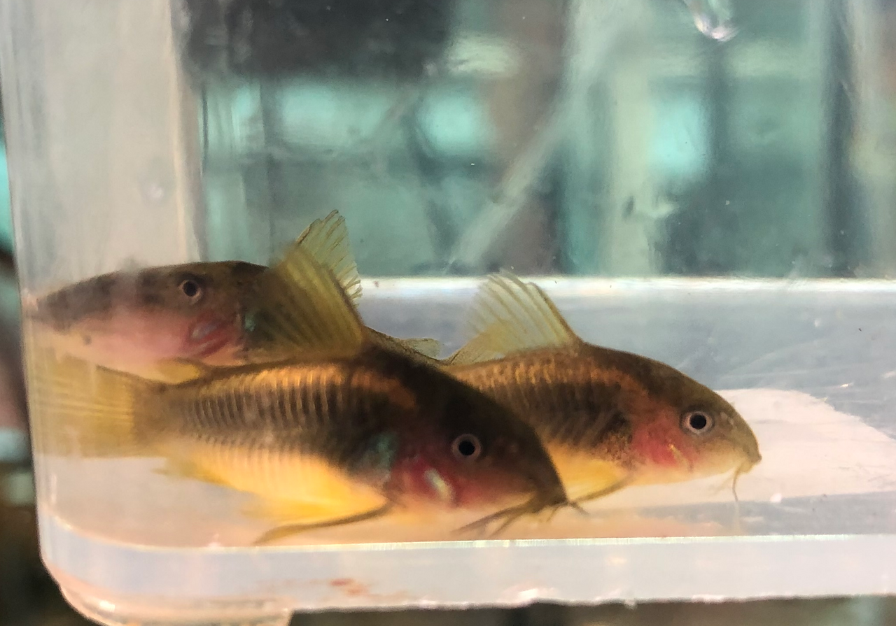 Freshwater Tropical Fish: Gold Laser Cory Cat - Corydoras sp. CW010