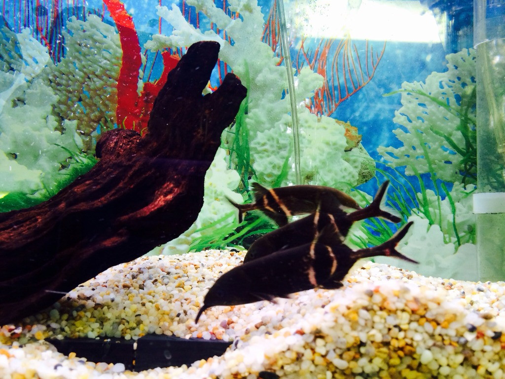 Freshwater Tropical Fish: Elephant Nose Fish - Large-Sized ...