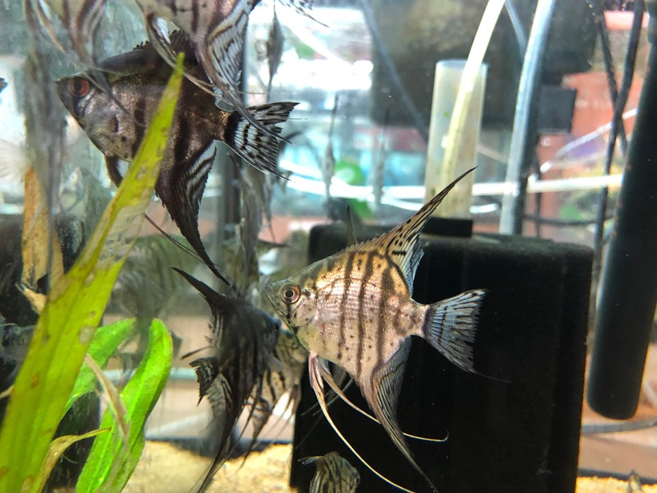 Freshwater Fish For Sale: Zebra Lace Angel - Pterophyllum Scalare