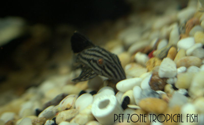 Freshwater Tropical Fish: Royal Pleco L-191