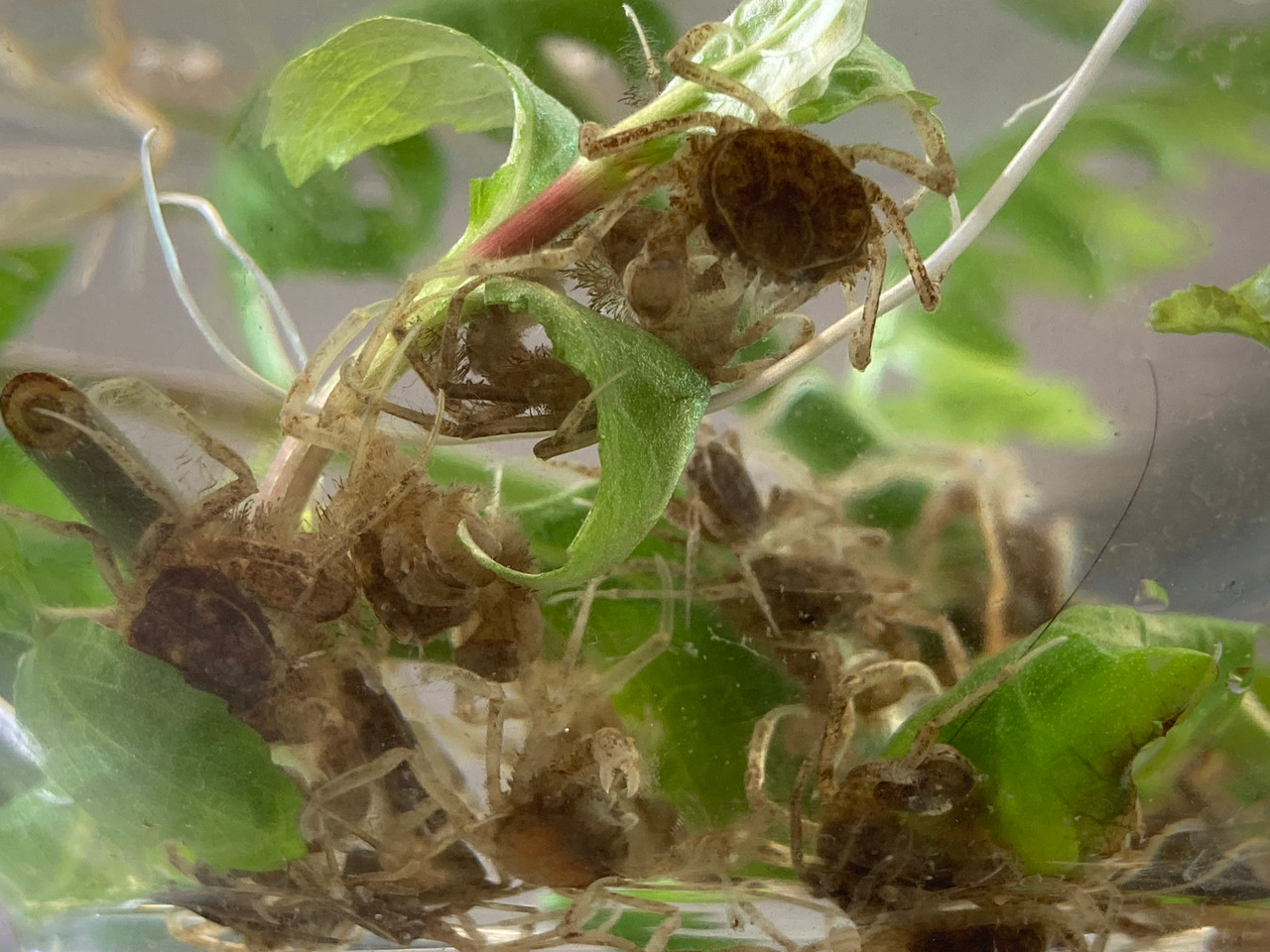 Freshwater Inverts: Thai Micro Spider Crabs - Limnopilos naiyanetri