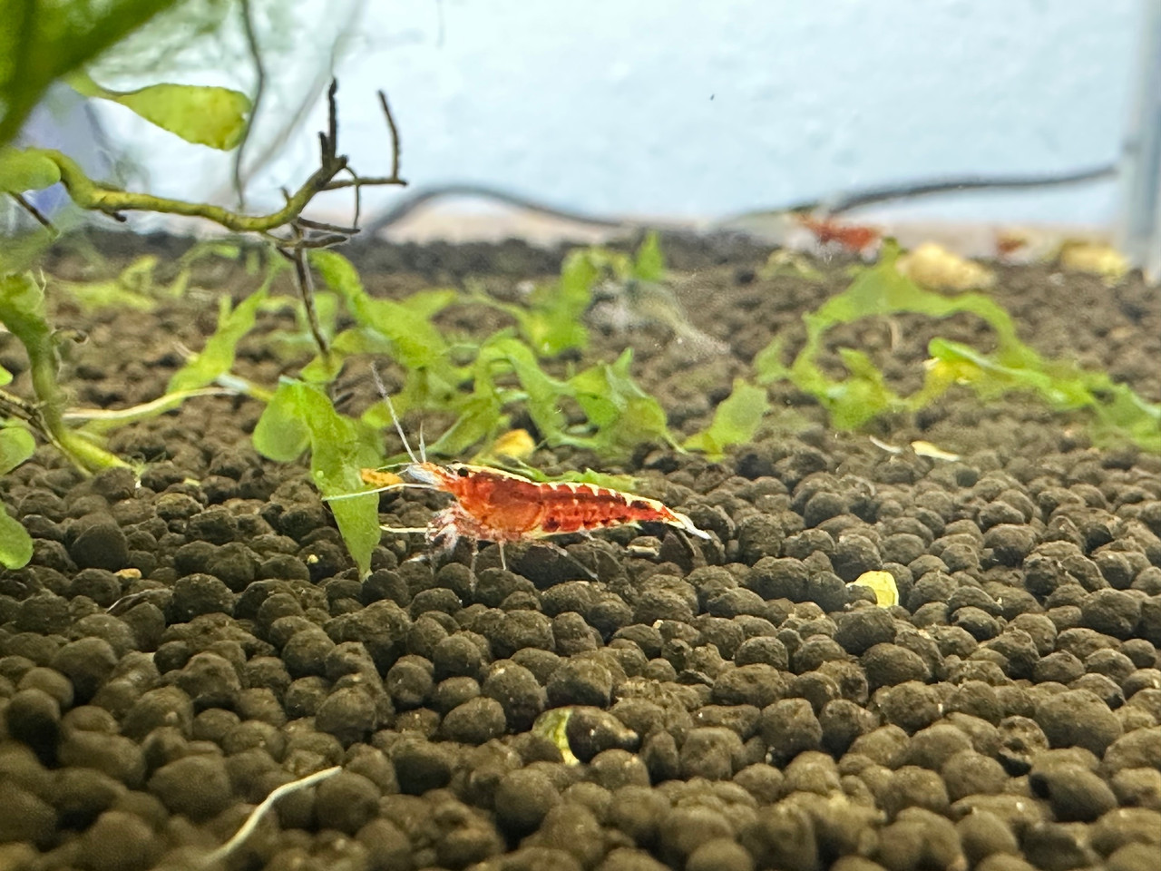Tropical Inverts For Freshwater Aquariums: Red Pinto Shrimp
