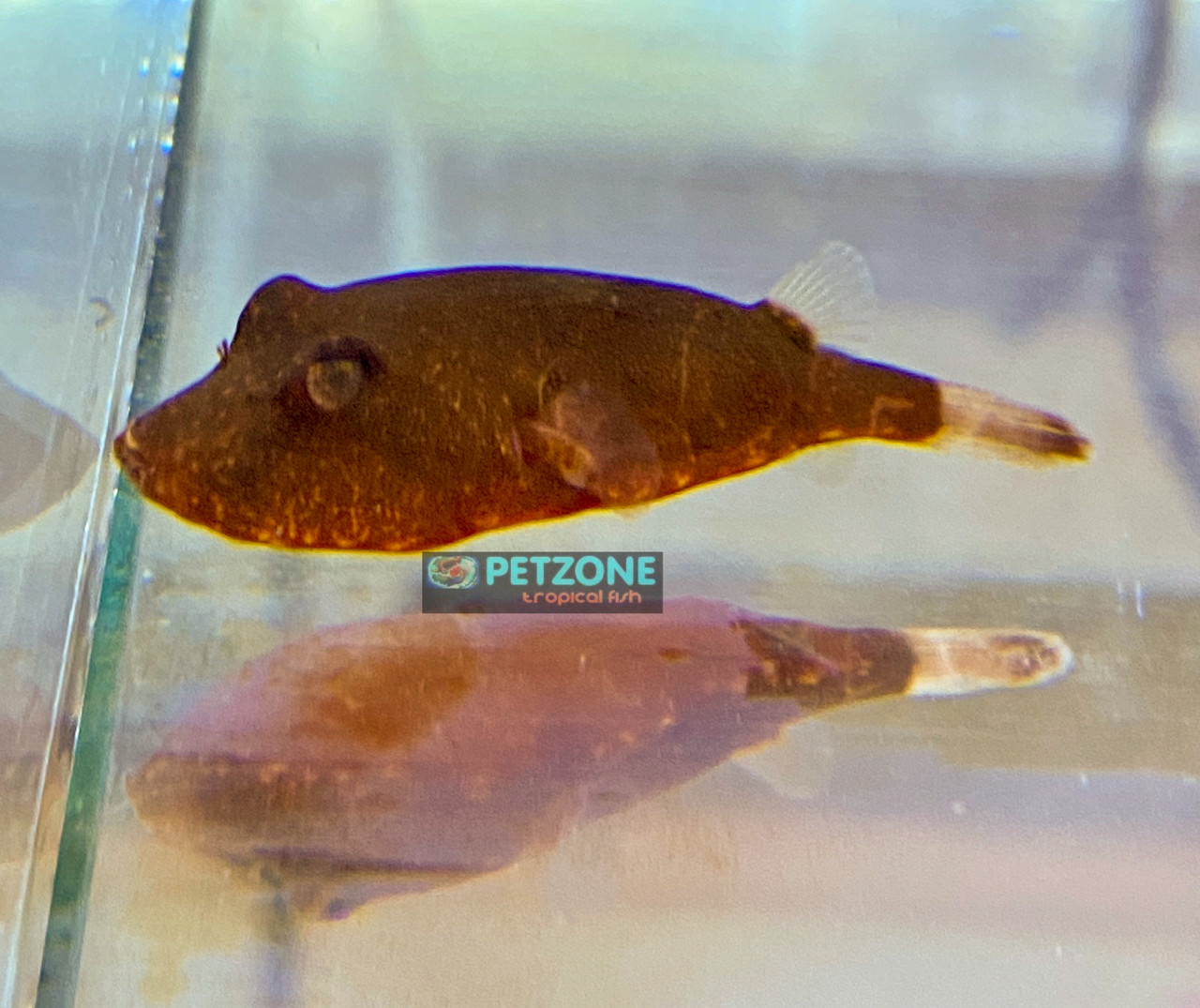 Freshwater Fish For Sale: Congo Puffer - Tetraodon miurus